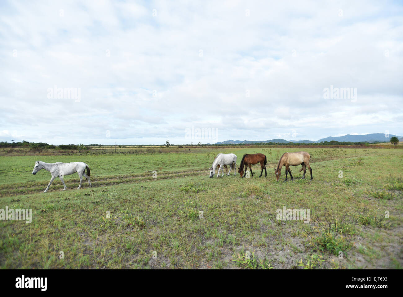 Horses grazing in savanna. The Rupununi Savannah in Guyana, in the ...