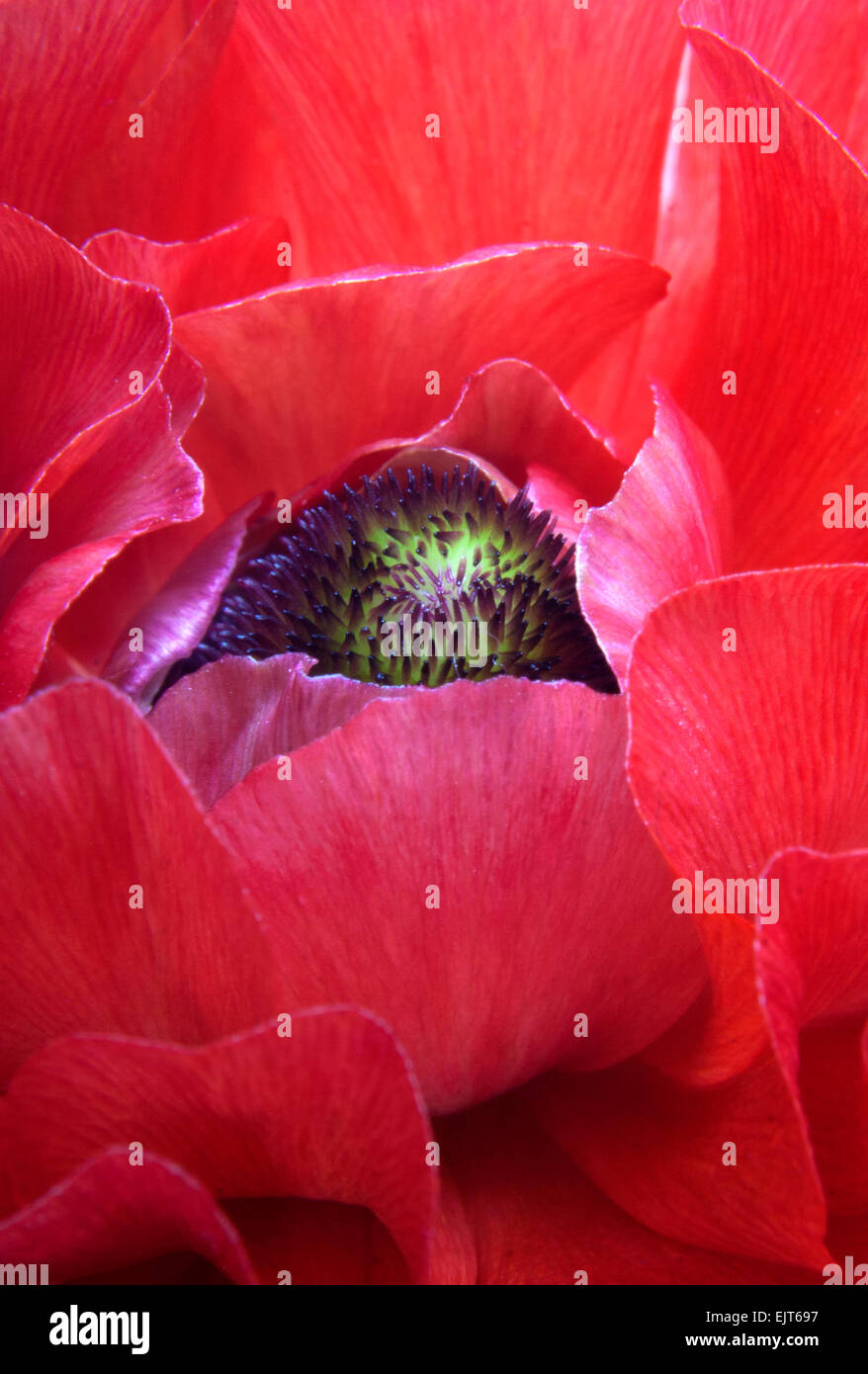 Center of flower hi-res stock photography and images - Alamy