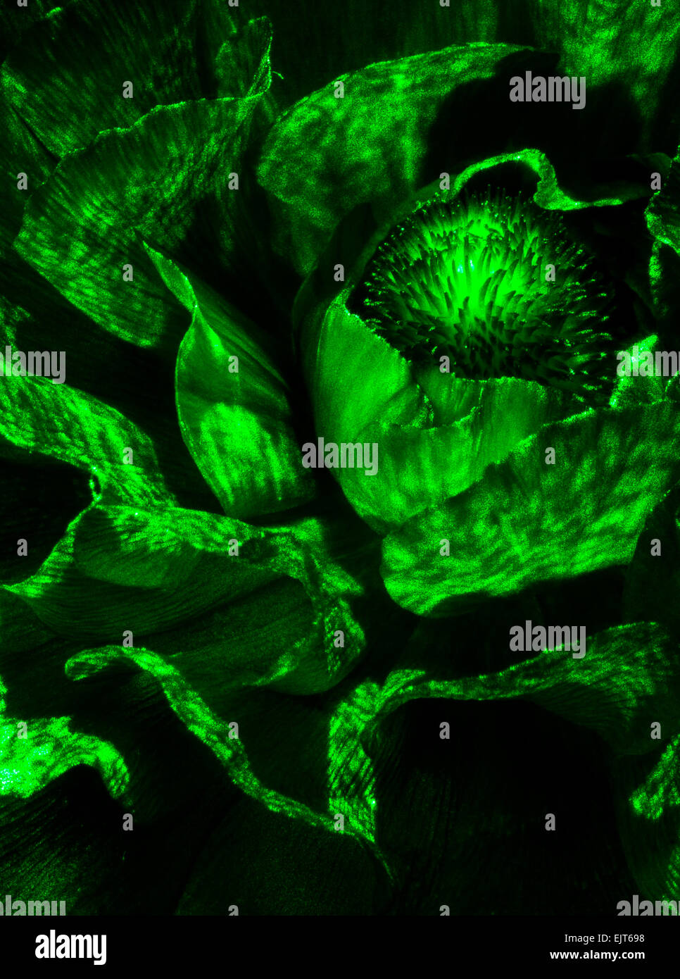 Flower center illuminated with scatted laser light Stock Photo - Alamy