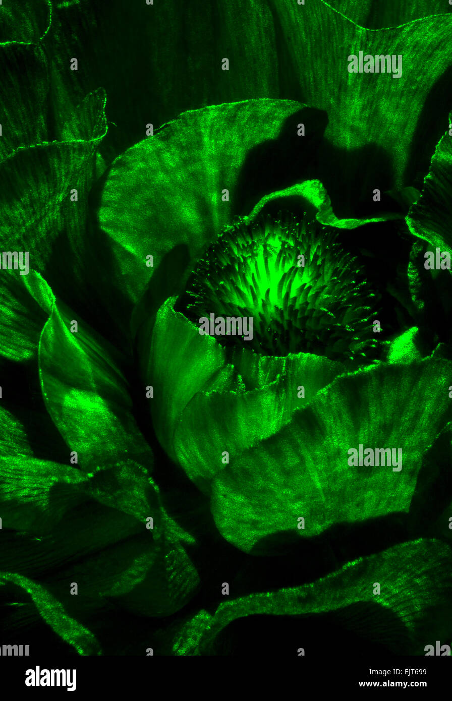 Laser flower hi-res stock photography and images - Alamy