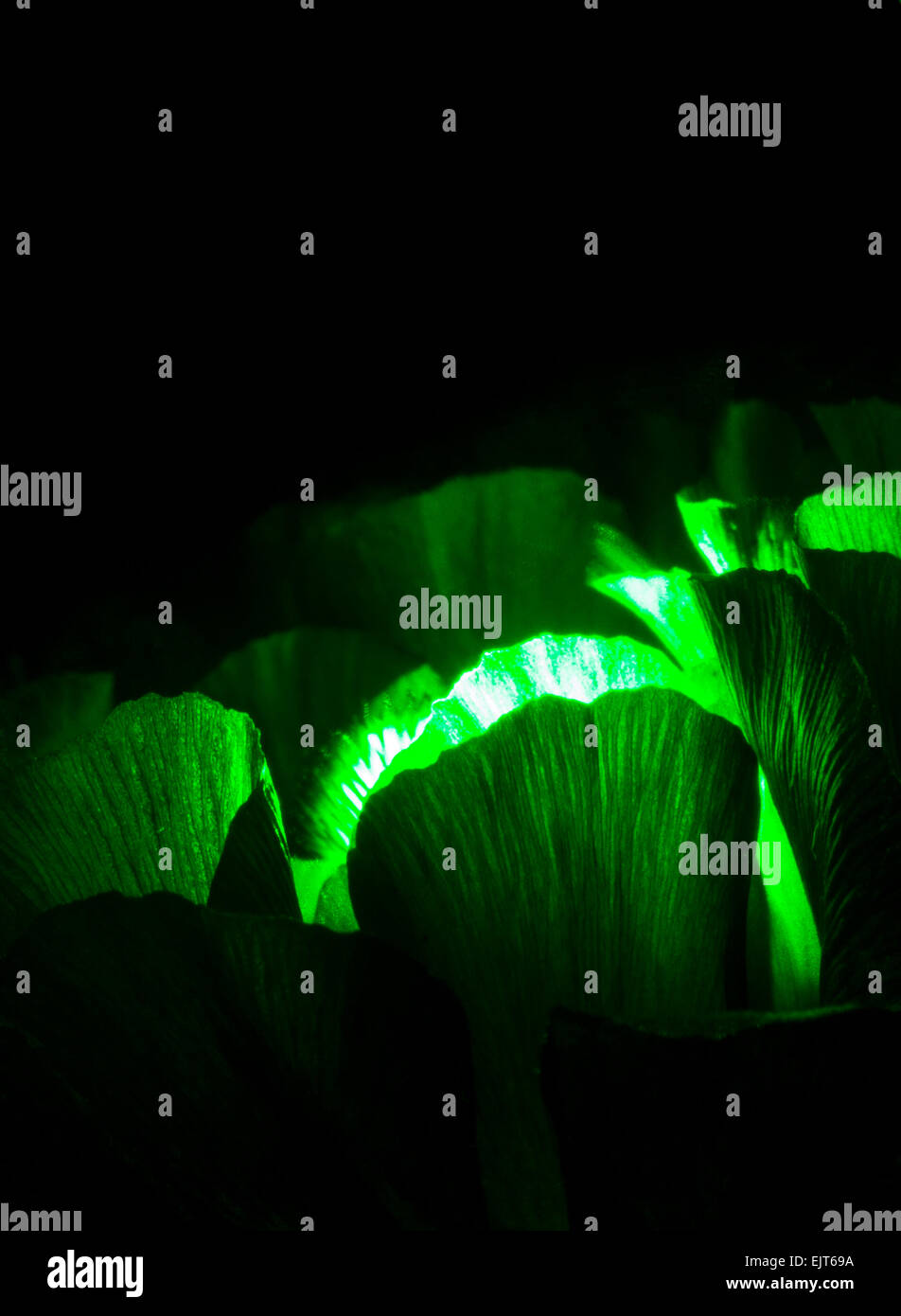 Laser flower hi-res stock photography and images - Alamy