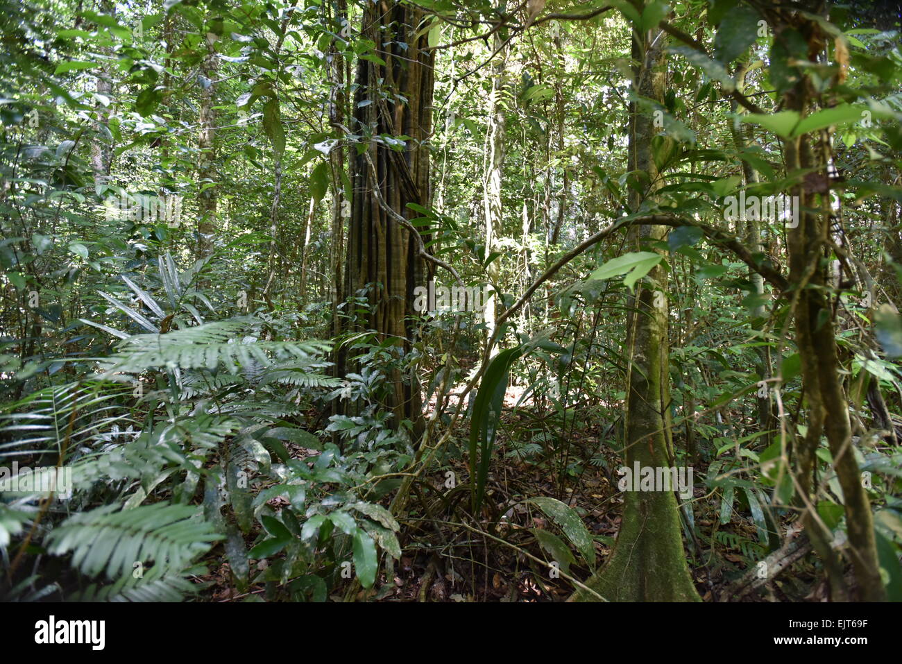 Guyana Jungle High Resolution Stock Photography and Images - Alamy