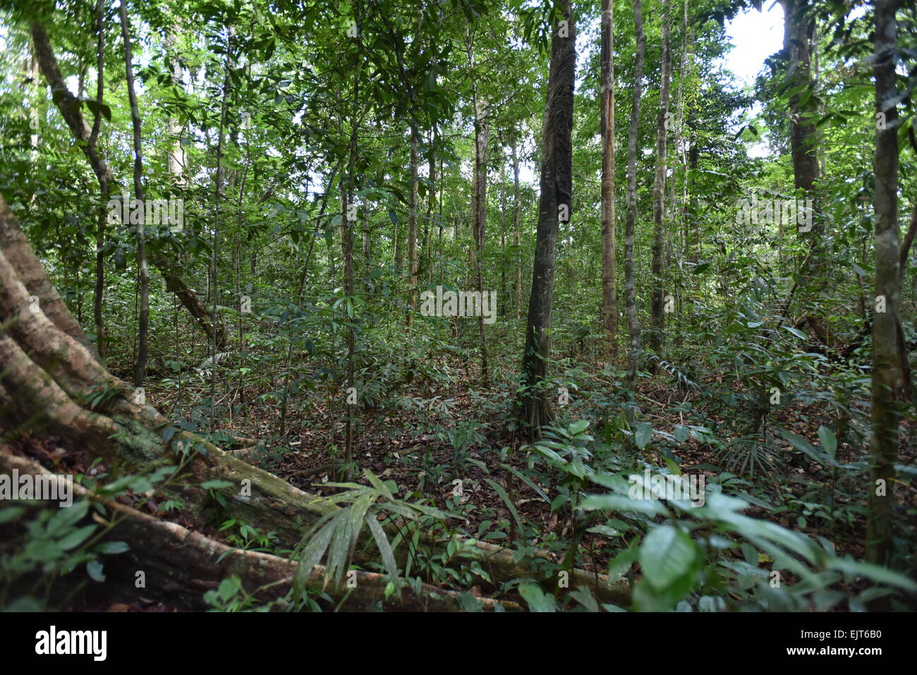 Guyana Jungle High Resolution Stock Photography and Images - Alamy