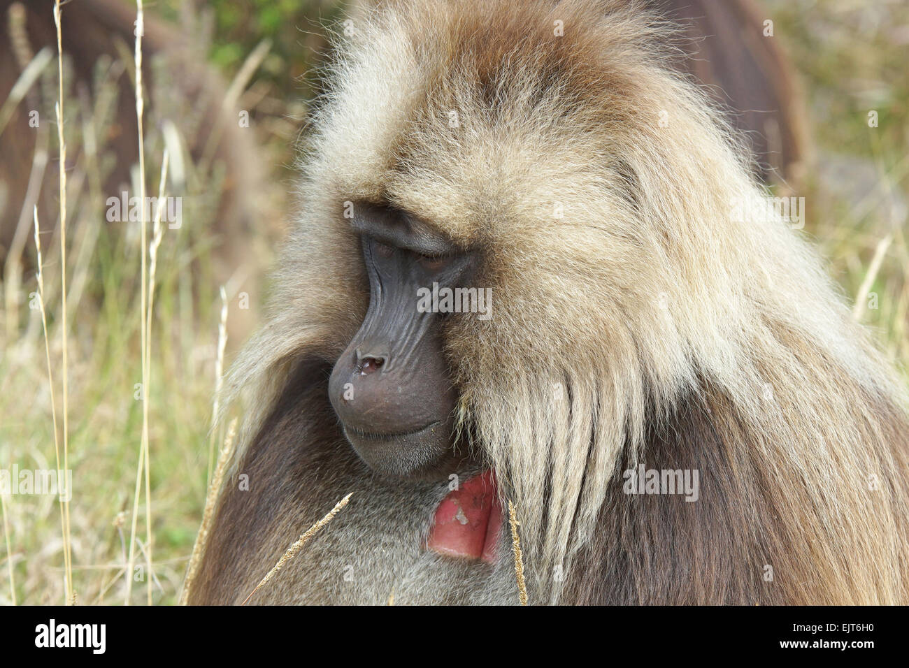 Gelada, Semien Mountains National Park, Ethiopia, Africa Stock Photo ...