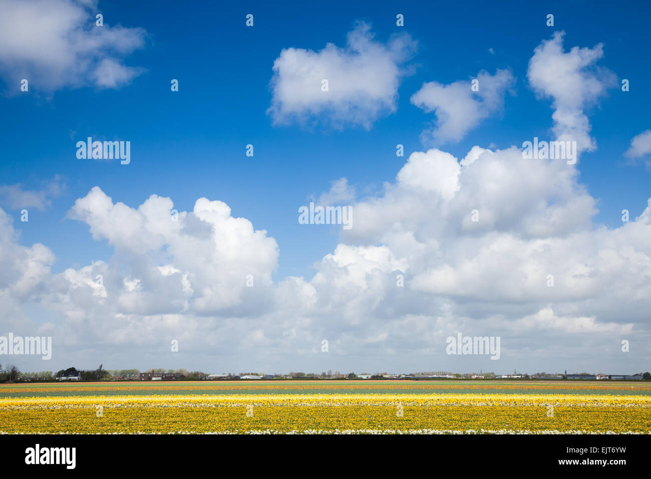 Dutch tulips field scene with blue sky Stock Photo - Alamy