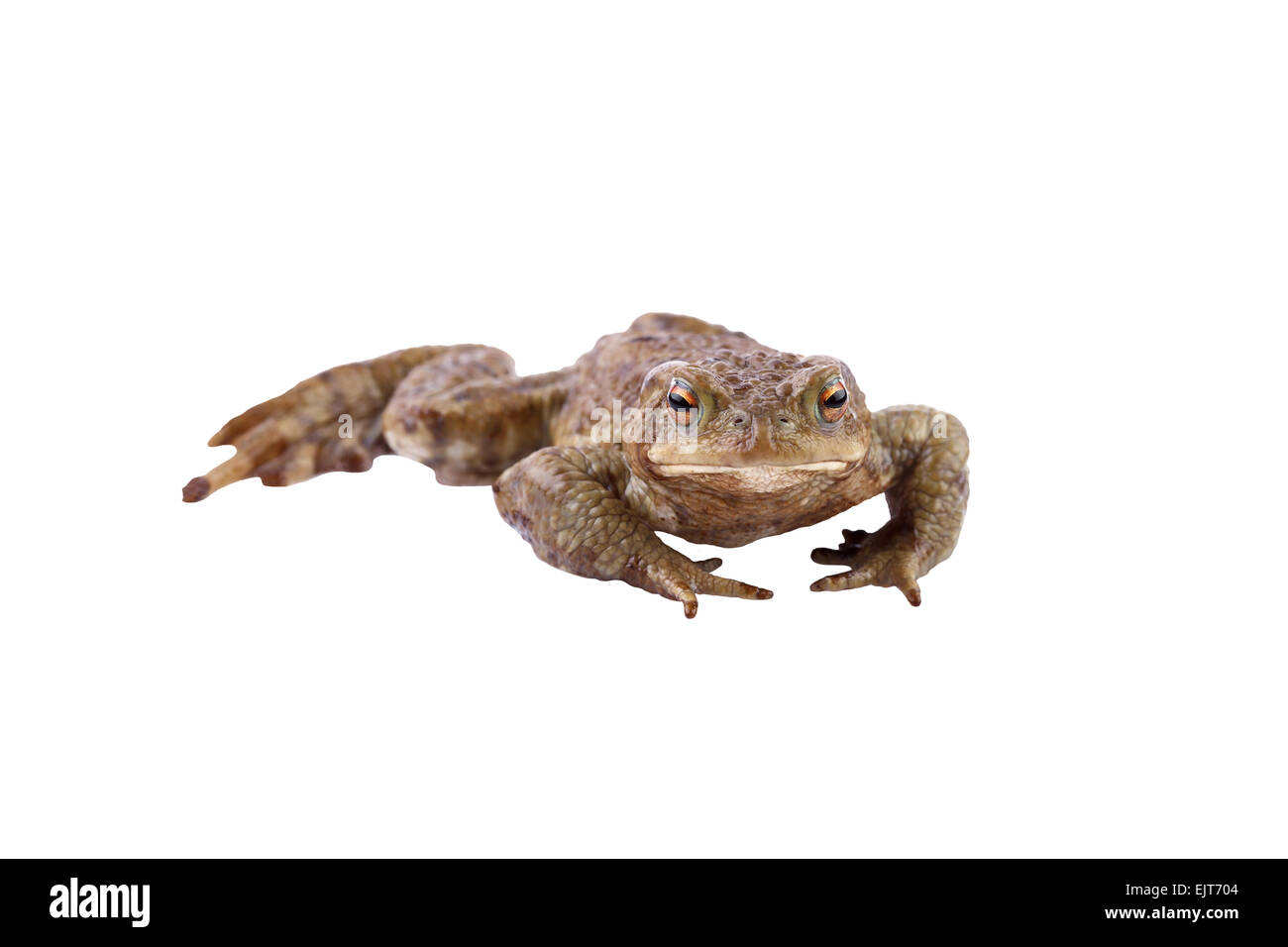 Bufo bufo tadpoles hi-res stock photography and images - Alamy