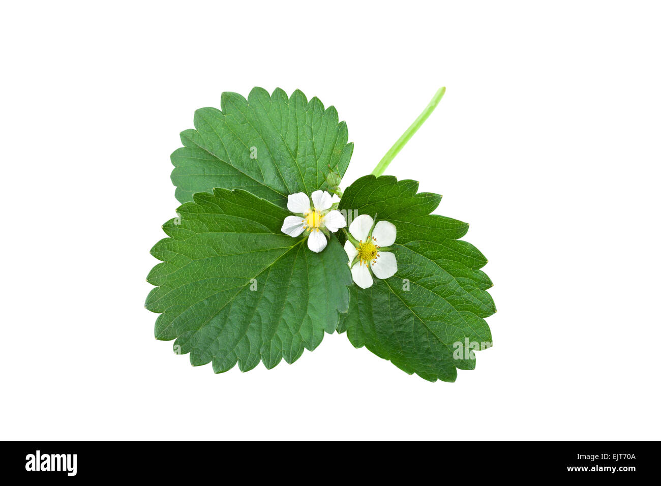 Strawberry leaf hi-res stock photography and images - Alamy