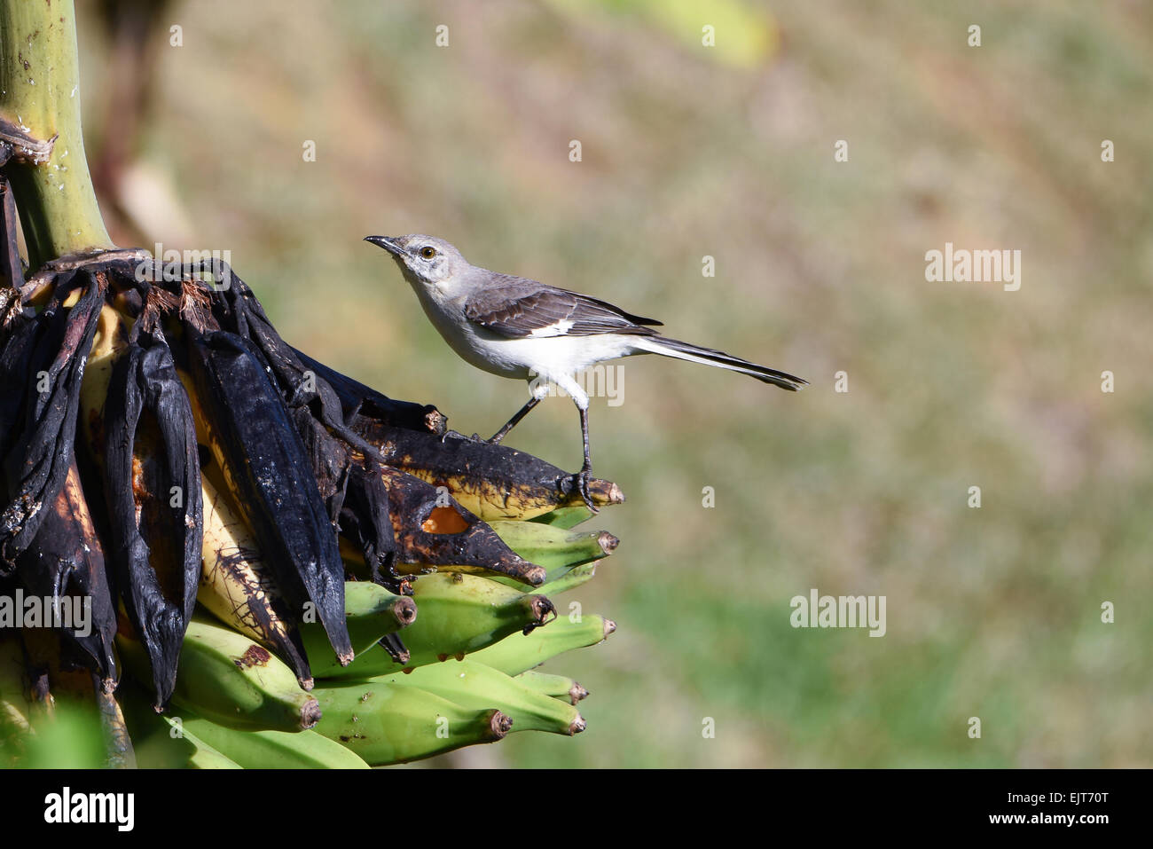 Mockingbird in a Plantain Tree (Tropical Mockingbird Stock Photo - Alamy