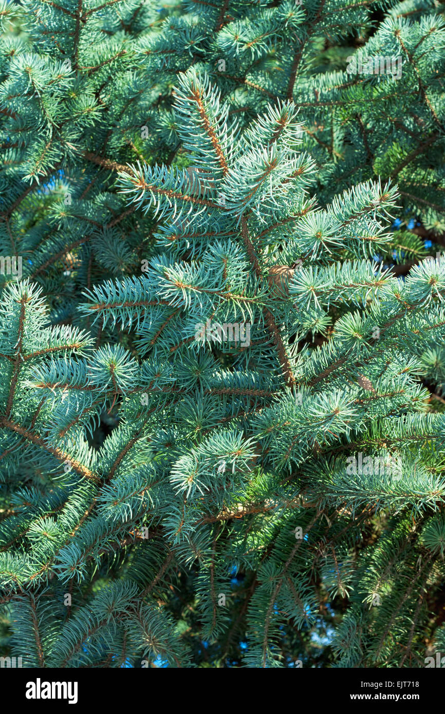 A blue fir tree branch Stock Photo - Alamy