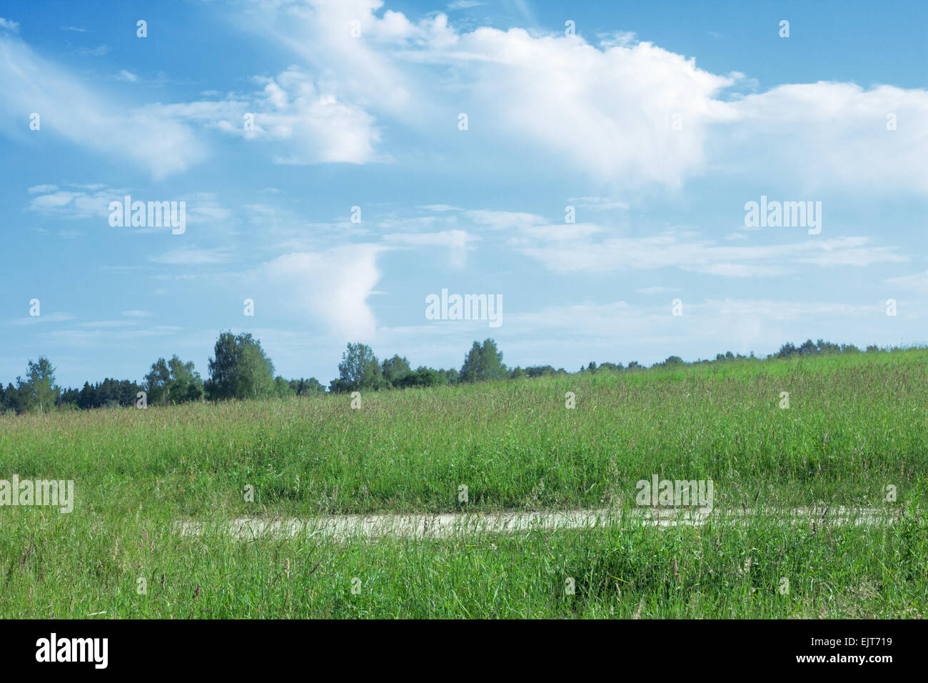 summer forest landscape with green grass field Stock Photo - Alamy