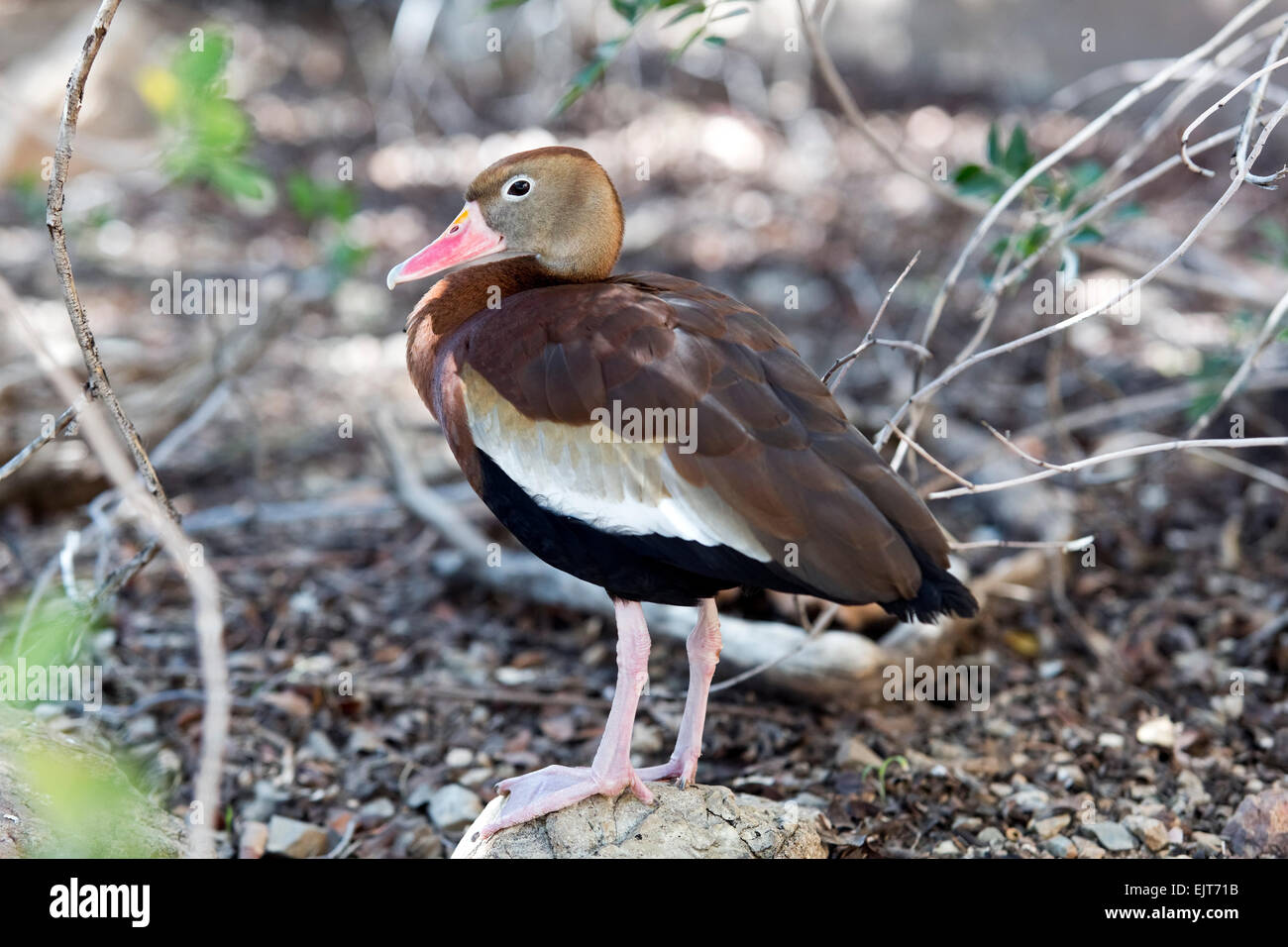 The black-bellied whistling duck (Dendrocygna autumnalis), formerly ...
