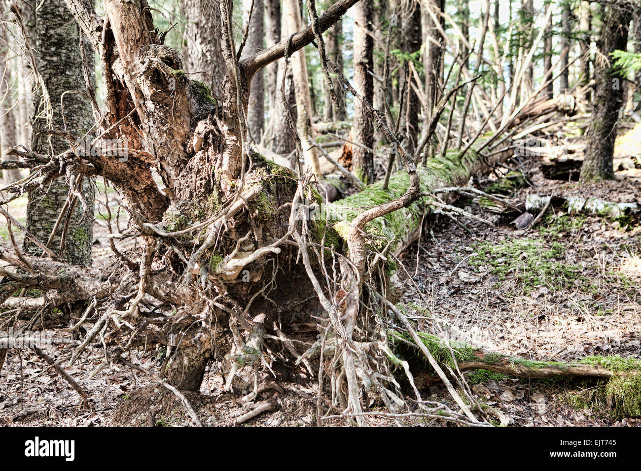 Spruce Root Stock Photos & Spruce Root Stock Images - Alamy
