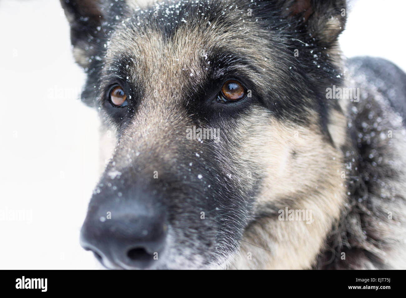 Strong gaze hi-res stock photography and images - Alamy