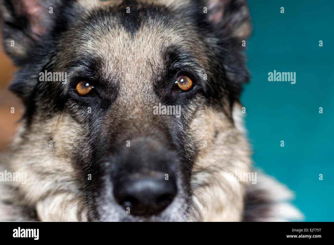 Dog serious look hi-res stock photography and images - Alamy