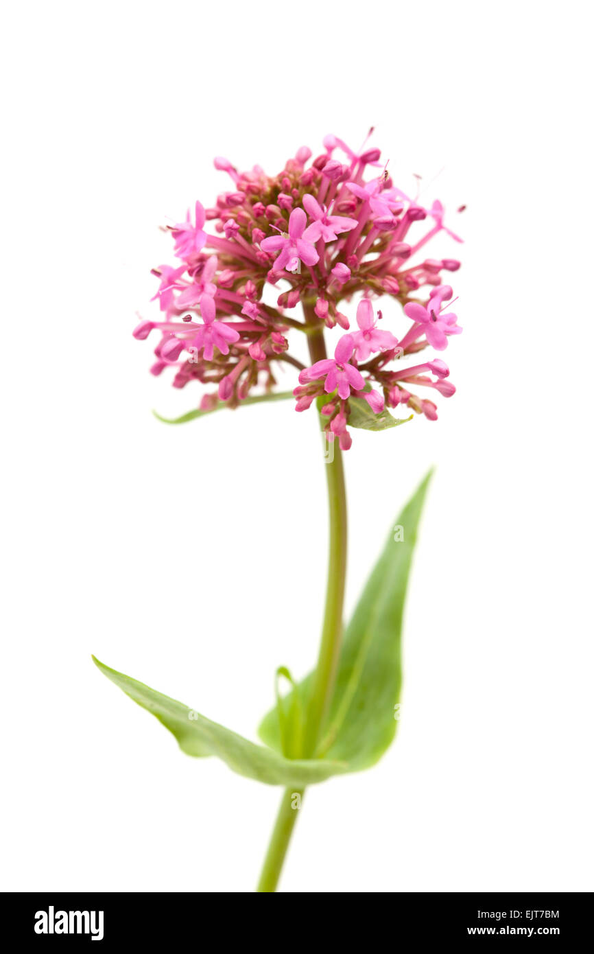 Centranthus ruber cutout hi-res stock photography and images - Alamy