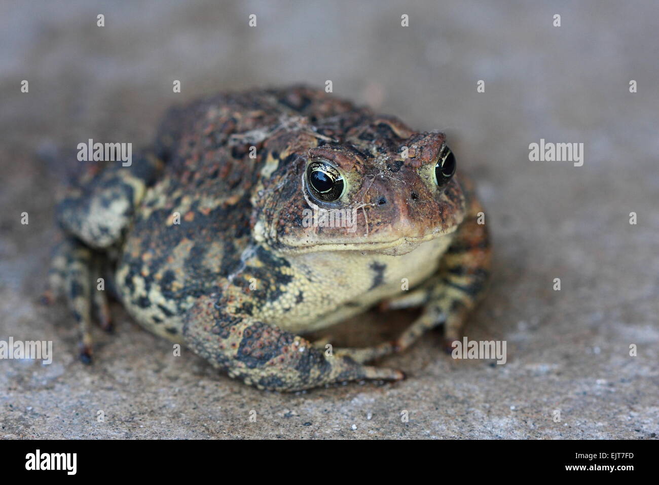 American Toad, Ontario, 2013 Stock Photo - Alamy