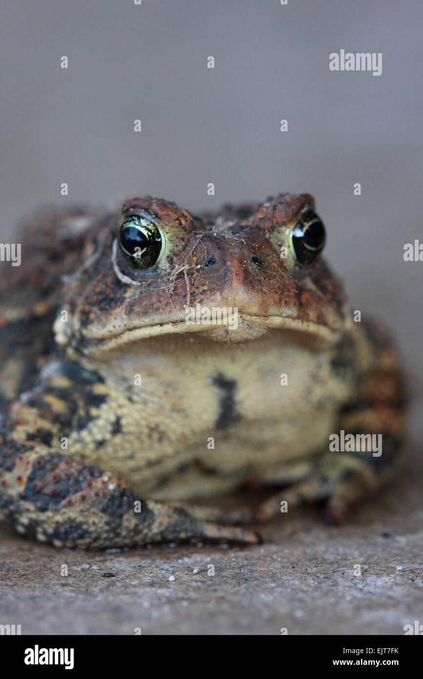 American toad hi-res stock photography and images - Alamy