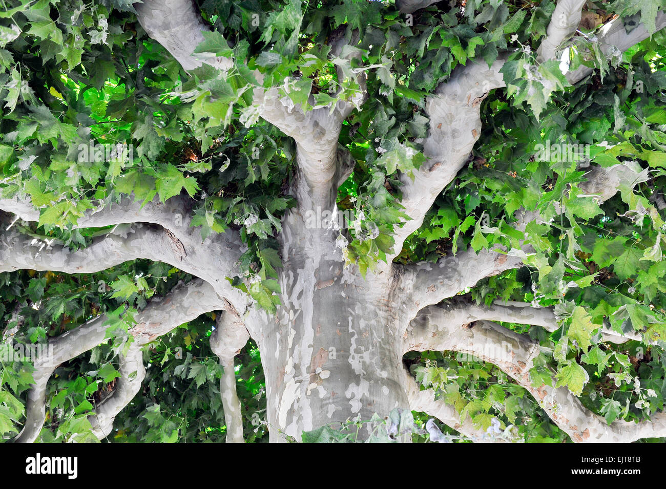 Plane tree bark france hi-res stock photography and images - Alamy