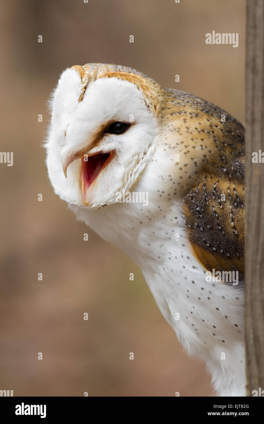 British barn owl hissing Stock Photo - Alamy