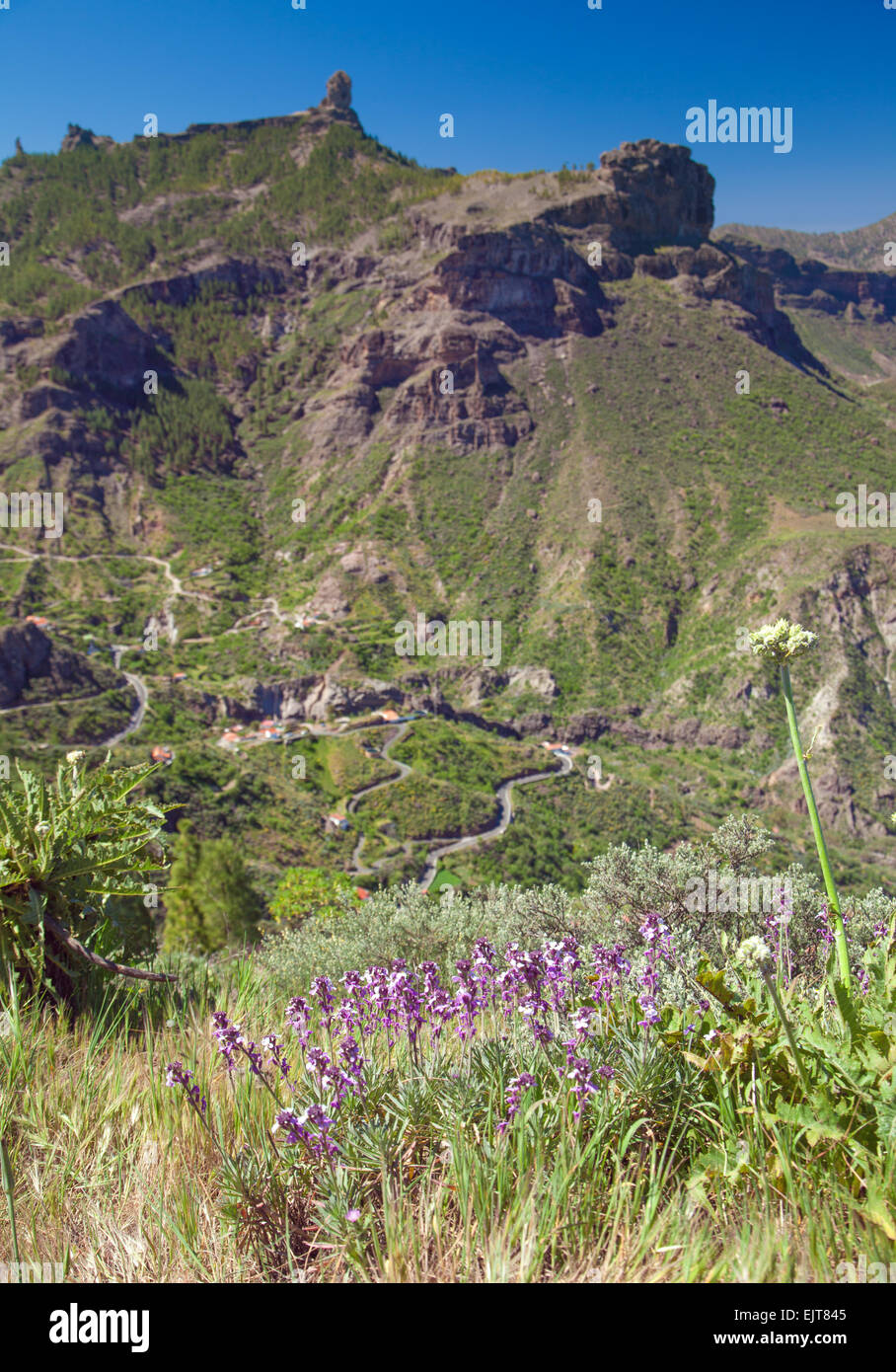 Flora of Gran Canaria - purple flowers of Erysimum under the Roque ...