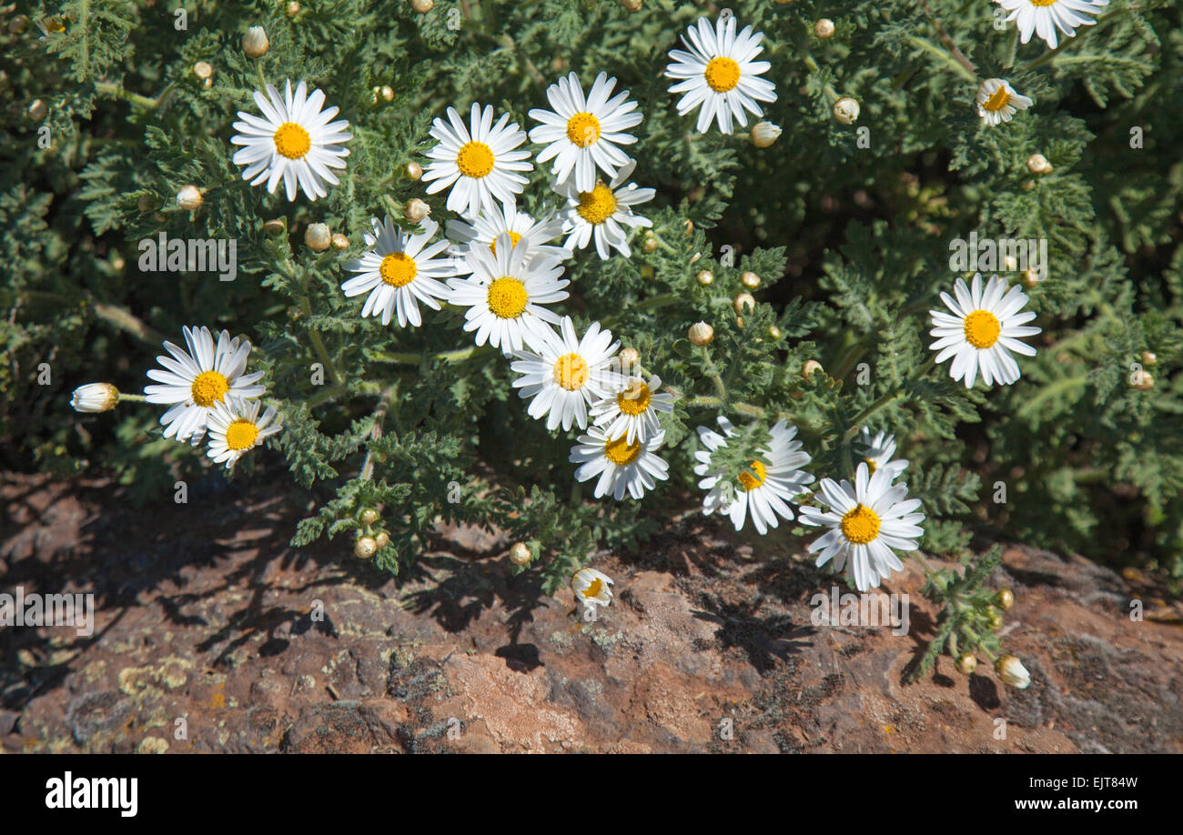 Flora of Gran Canaria - flowering Argyranthemum, canarian marguerite ...