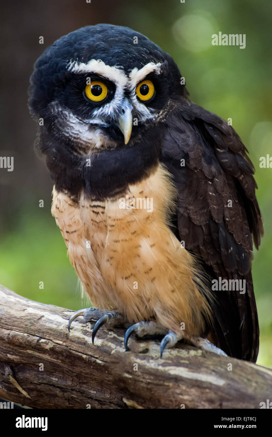 Spectacled owl hi-res stock photography and images - Alamy