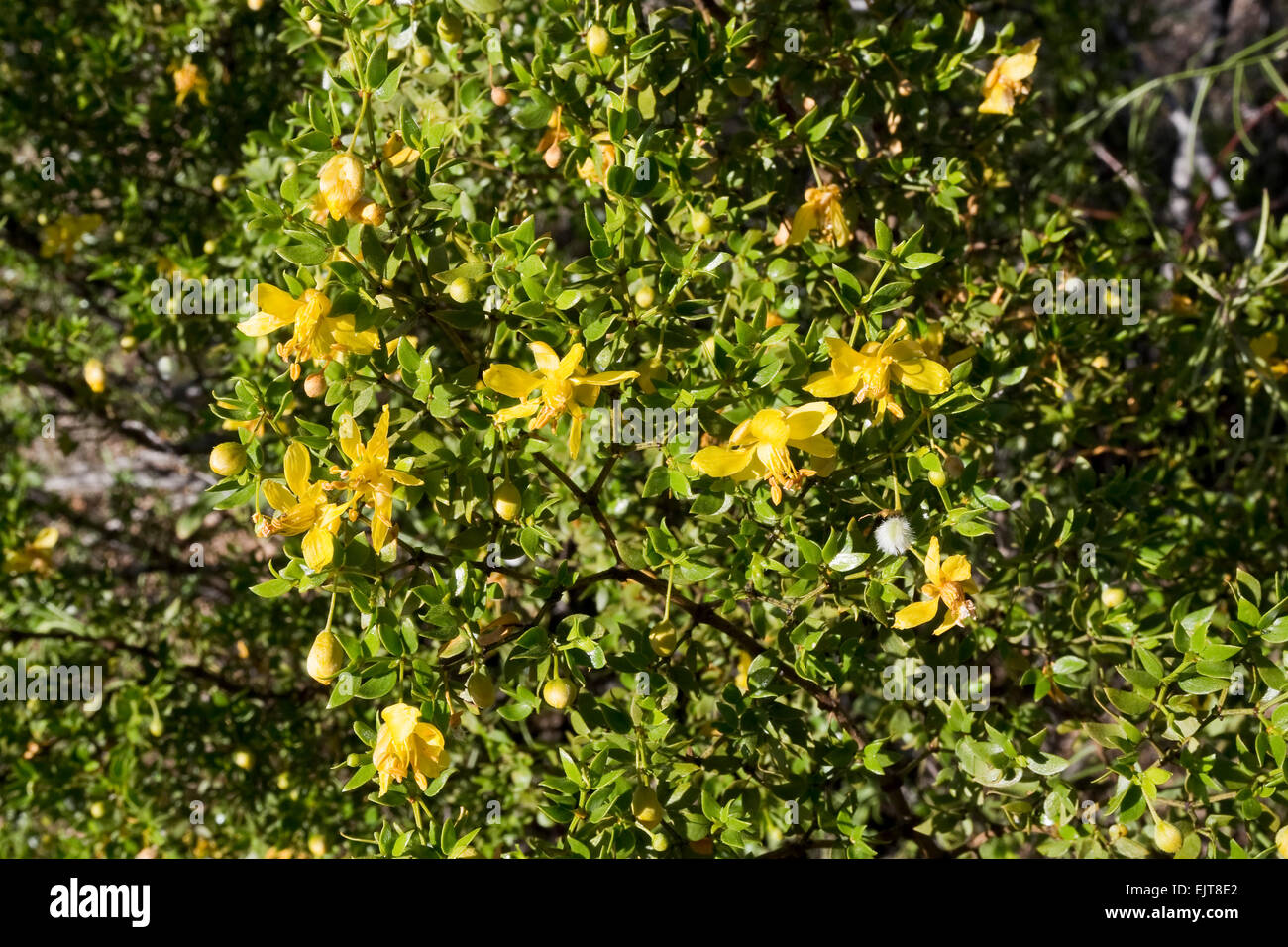 Creosote bush aka: Greasewood (Larrea tridentata), Arizona Stock Photo ...