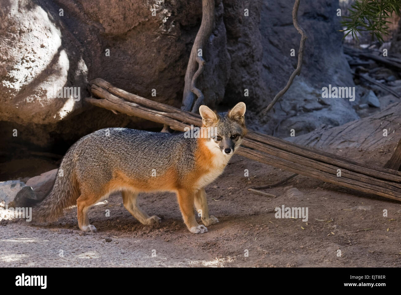 The gray fox (Urocyon cinereoargenteus Stock Photo - Alamy