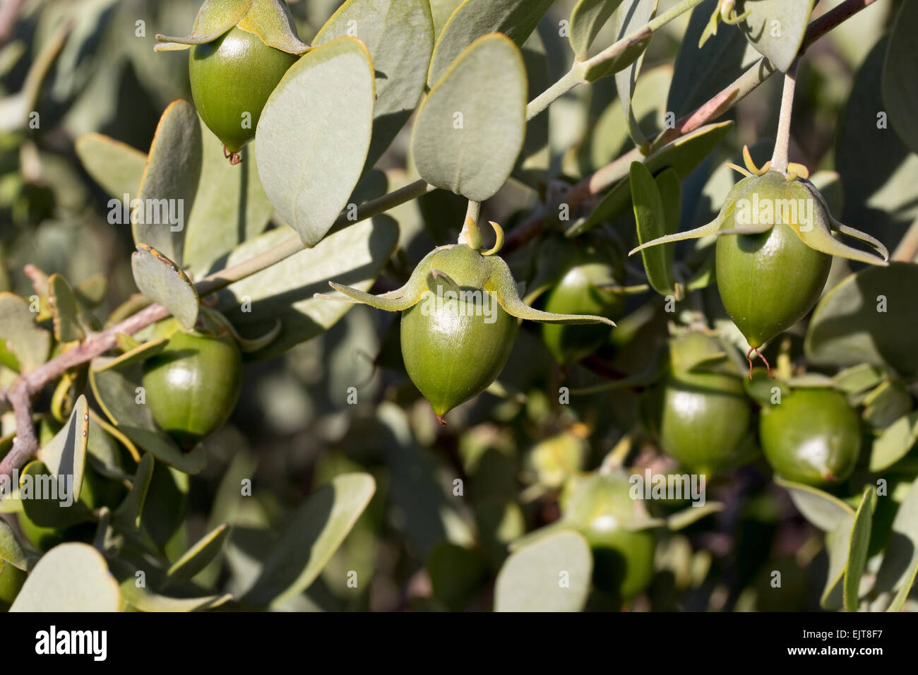 Jojoba (Simmondsia chinensis), Arizona Stock Photo - Alamy