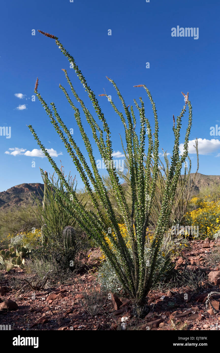 Ocotillo in bloom, Saguaro National Park, Tucson, Arizona Stock Photo ...