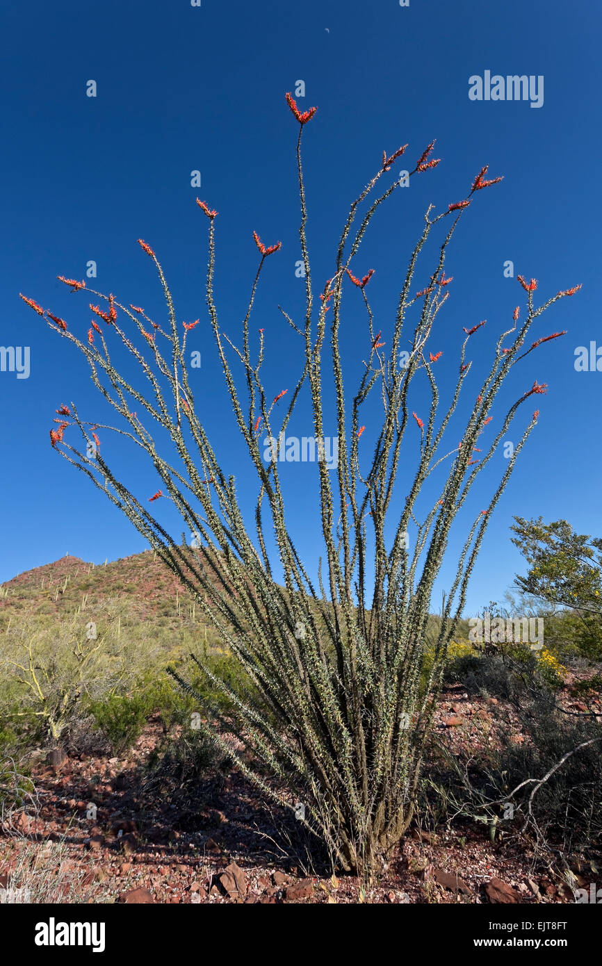 Blooming ocotillo hi-res stock photography and images - Alamy