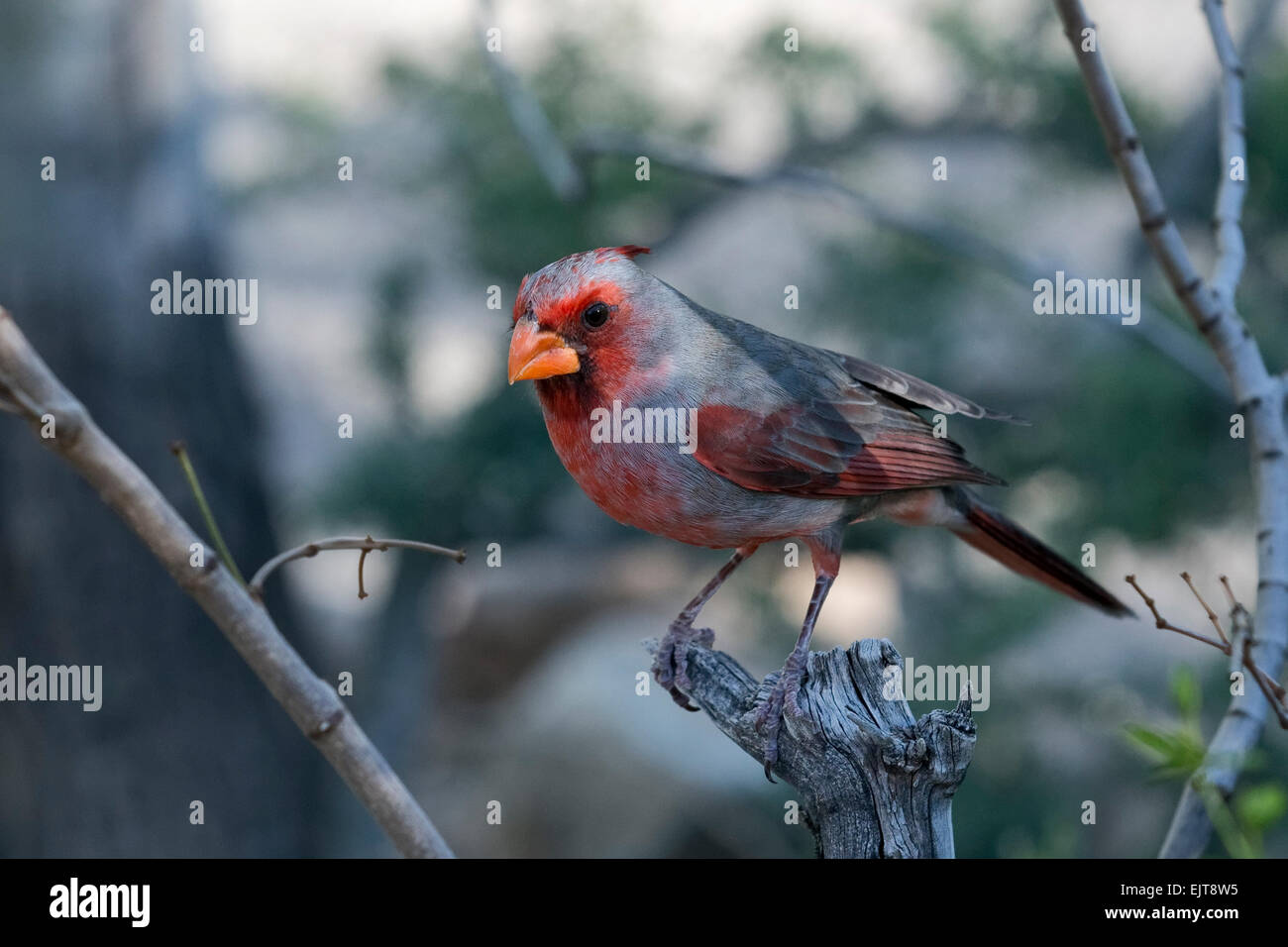 Cardinal bird songbird birds hi-res stock photography and images - Alamy