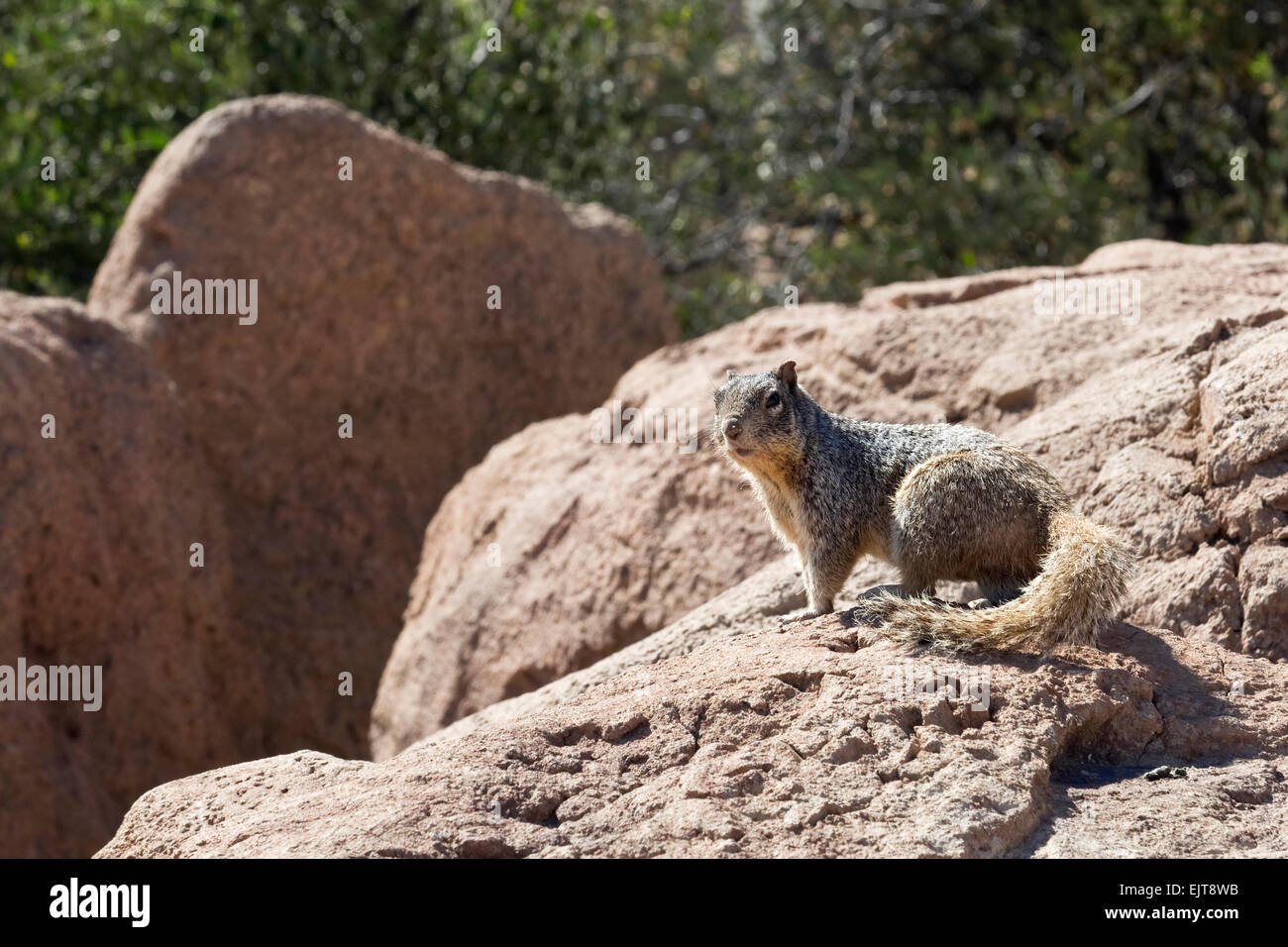 The rock squirrel (Otospermophilus variegatus), Arizona Stock Photo - Alamy