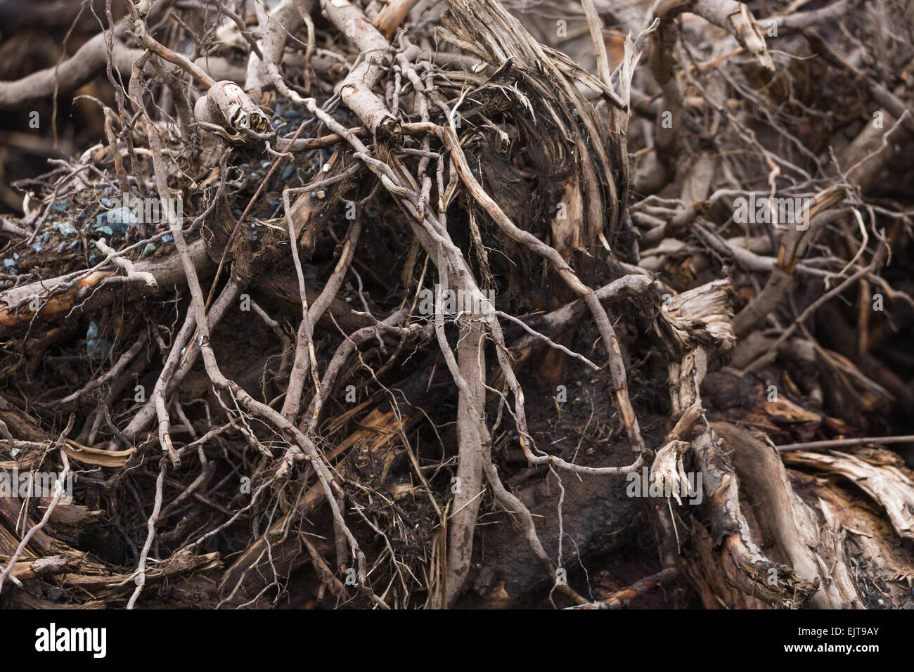 Tree roots on the ground for background Stock Photo - Alamy