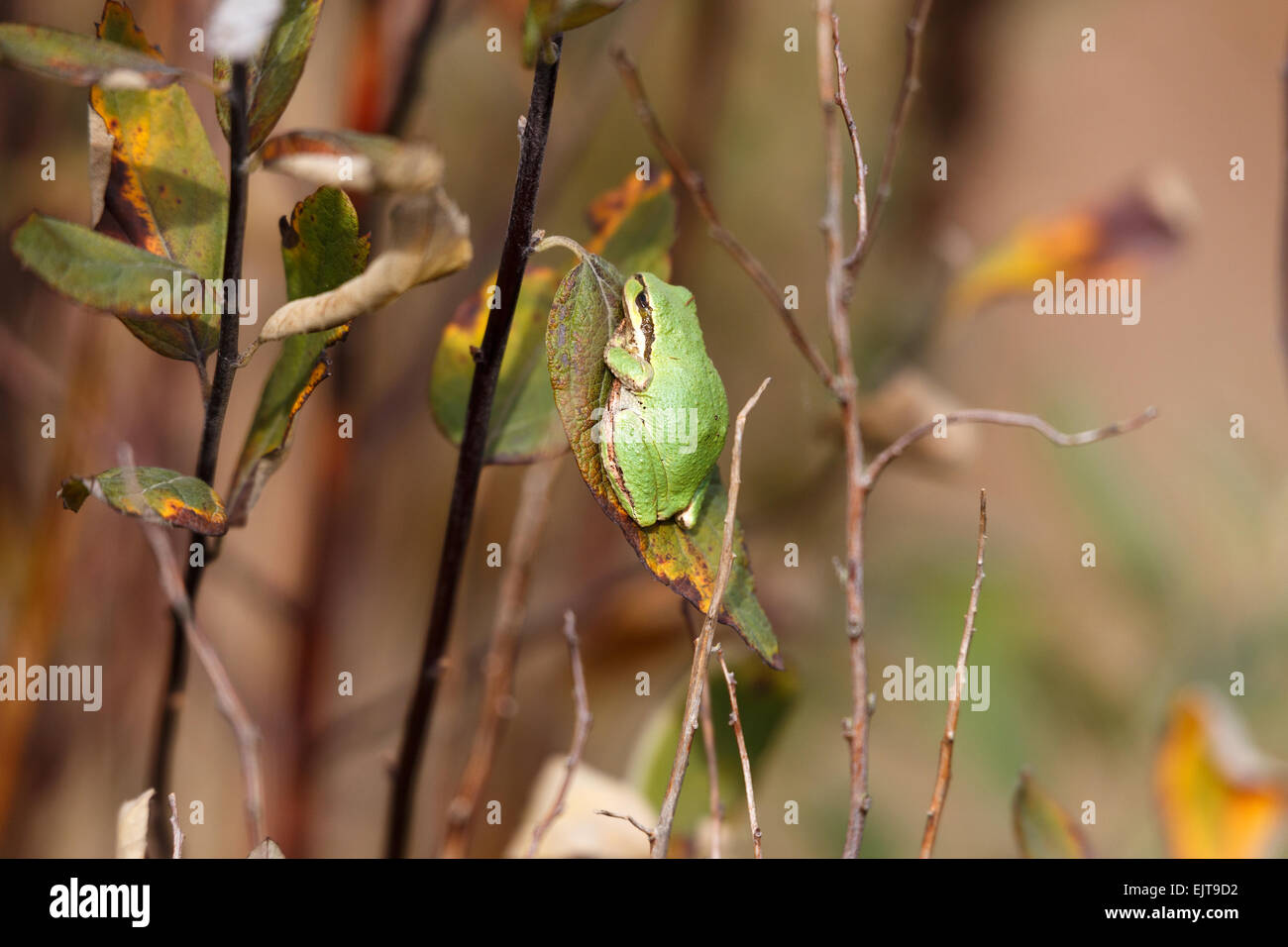 Pacific Treefrog in vancouver bc canada Stock Photo - Alamy