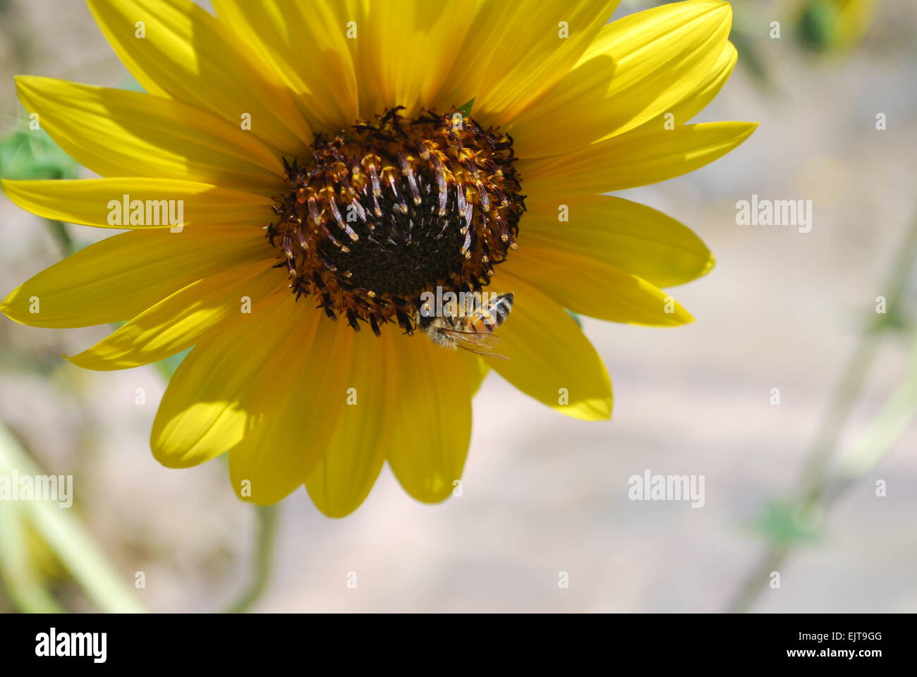 A yellow flower with a bee Stock Photo - Alamy