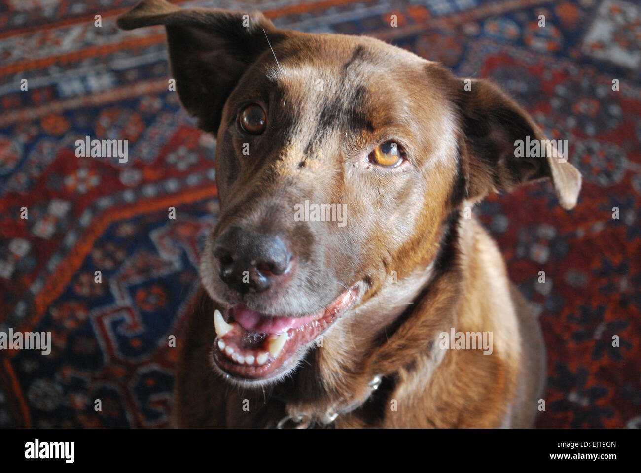 Lab animals hi-res stock photography and images - Alamy