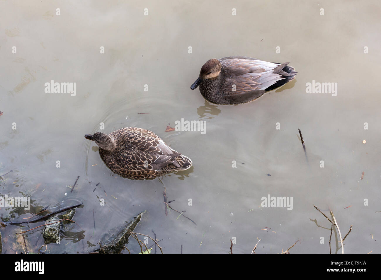 Gadwall wing hi-res stock photography and images - Alamy
