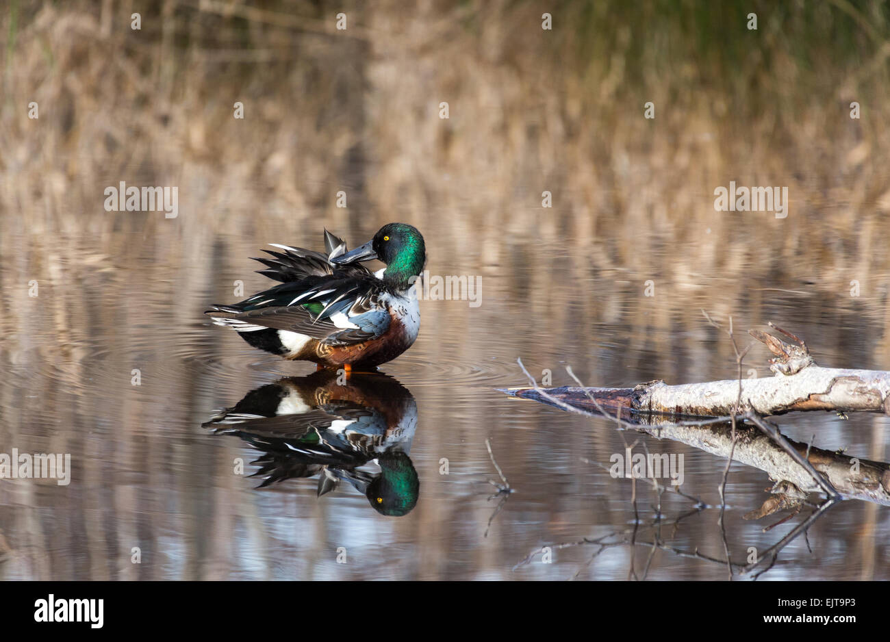 A Northern Shoveler on a pond Stock Photo - Alamy