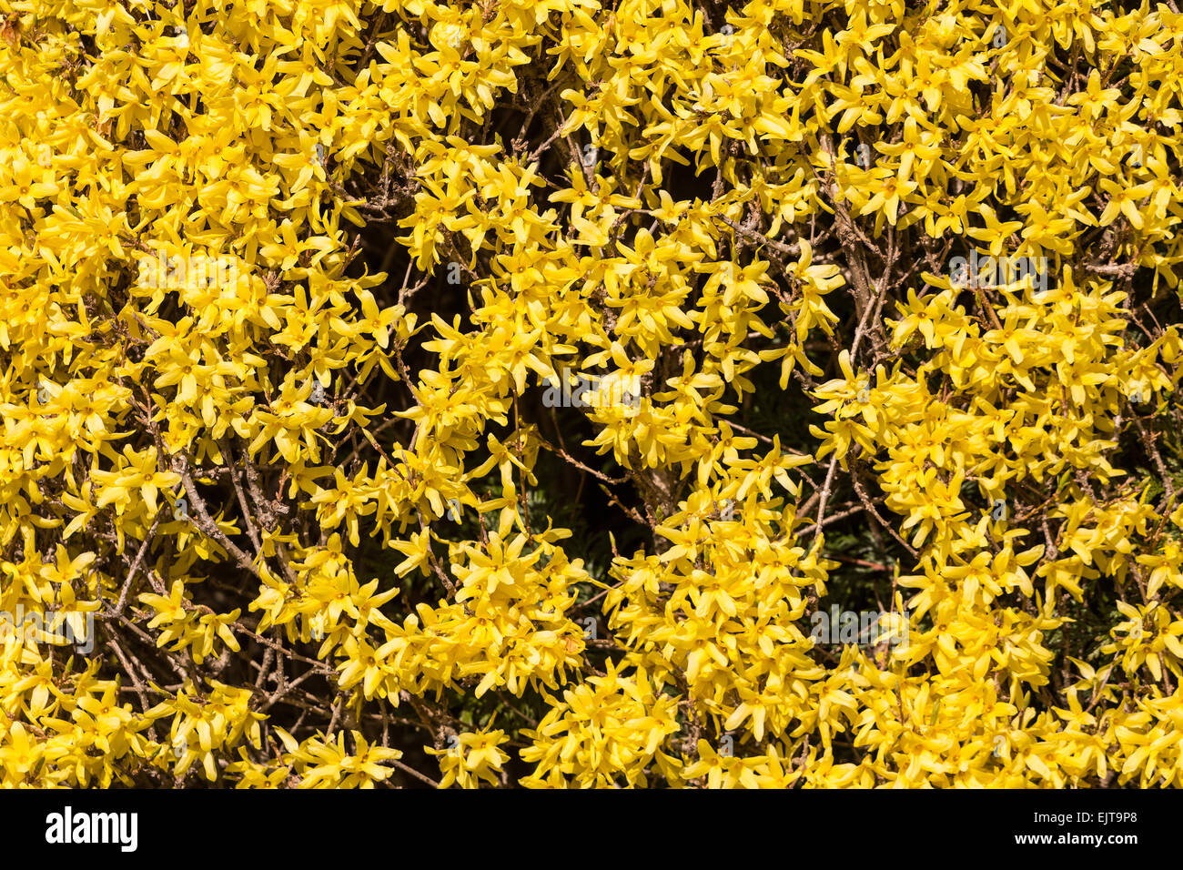 Yellow Winter Jasmine ( Jasminum nudiflorum ) for background Stock ...