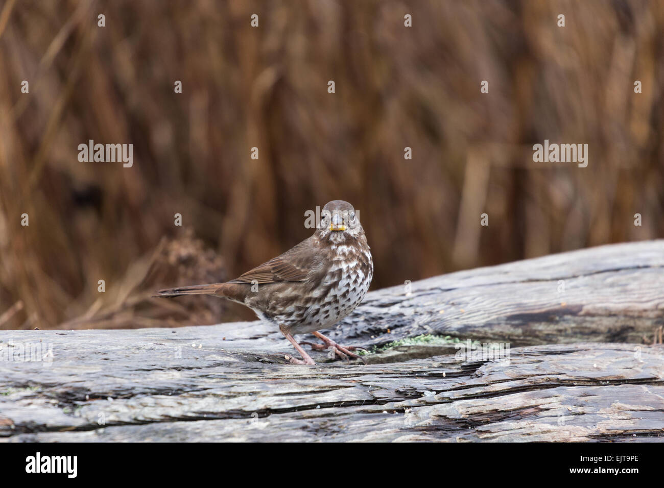 Fox sparrow hi-res stock photography and images - Alamy