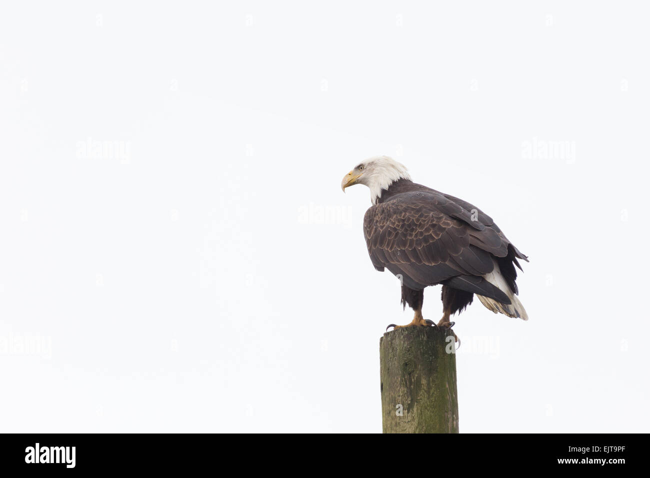 American bald eagle standing on hi-res stock photography and images - Alamy