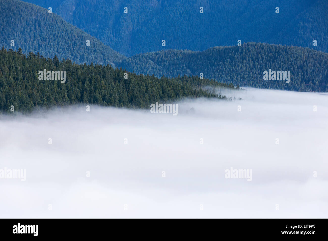 Mountain forest fog hi-res stock photography and images - Alamy