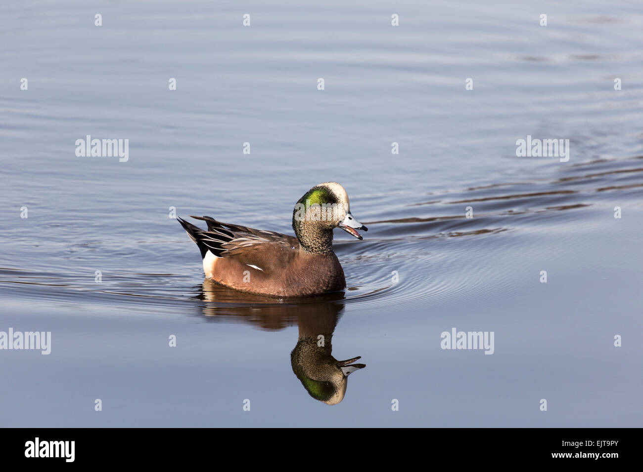 Widgeon bird hi-res stock photography and images - Alamy