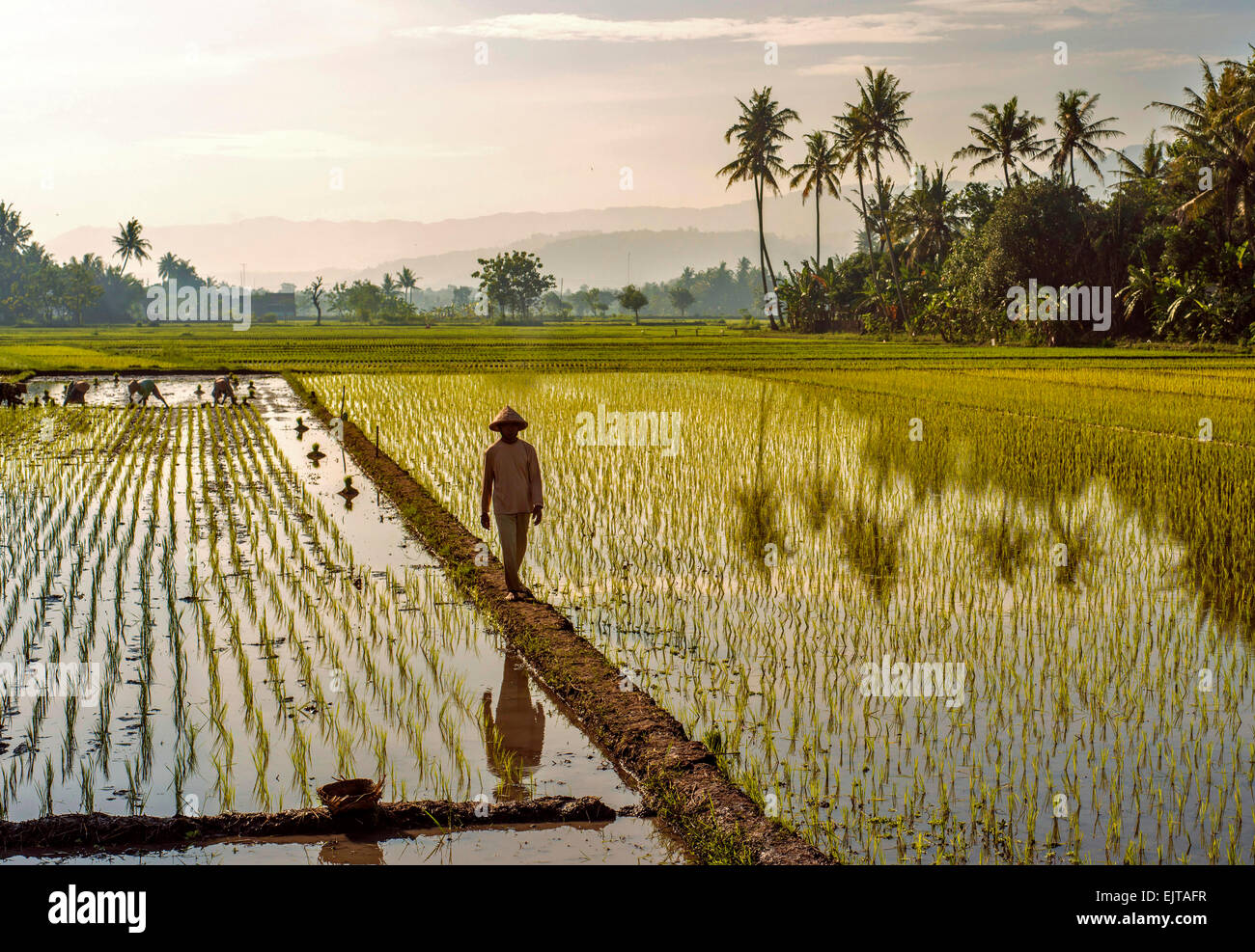 Paddy field in java hi-res stock photography and images - Alamy