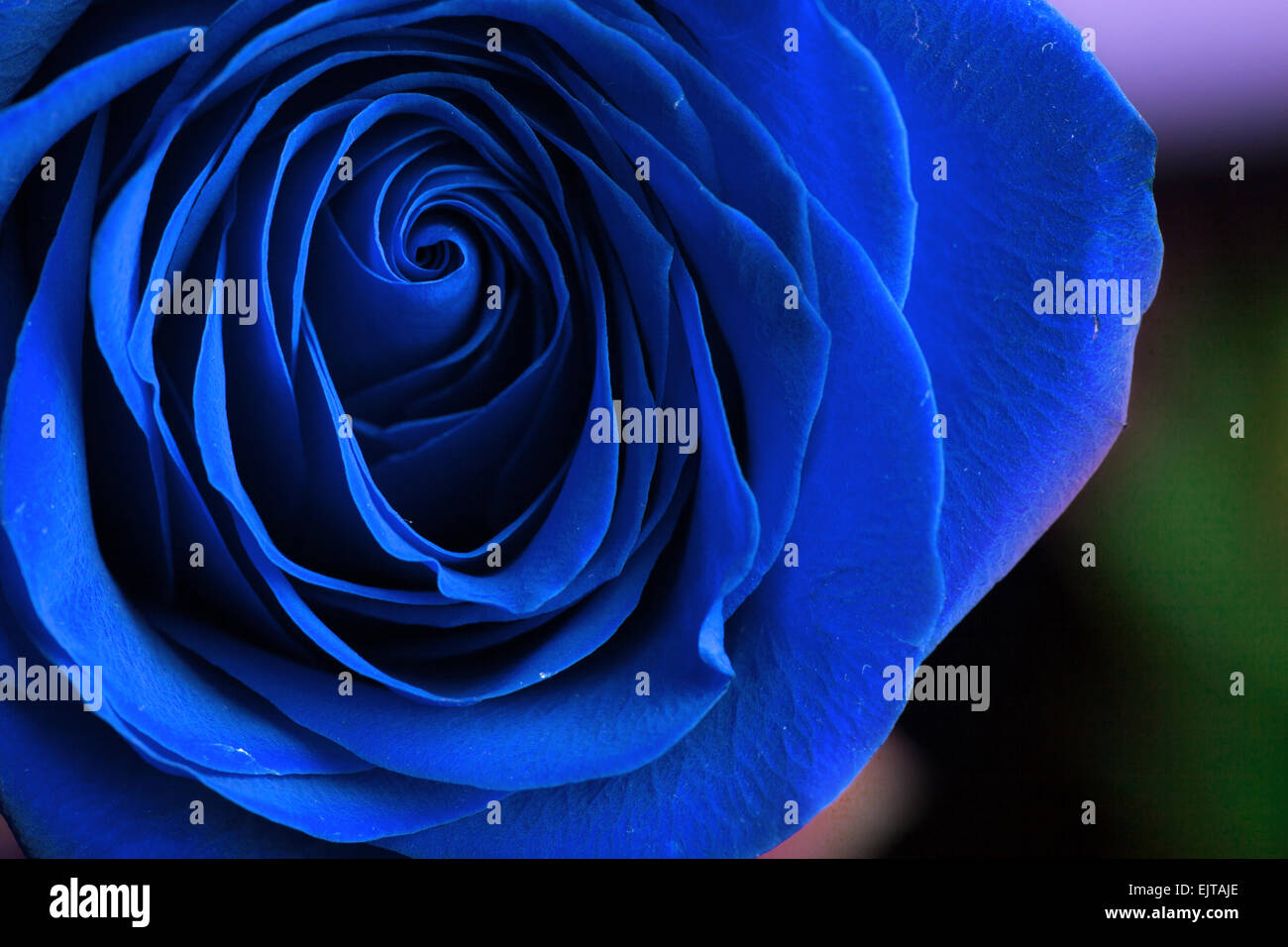 Soft natural light falling onto a velvet blood-red Valentine rose Stock ...