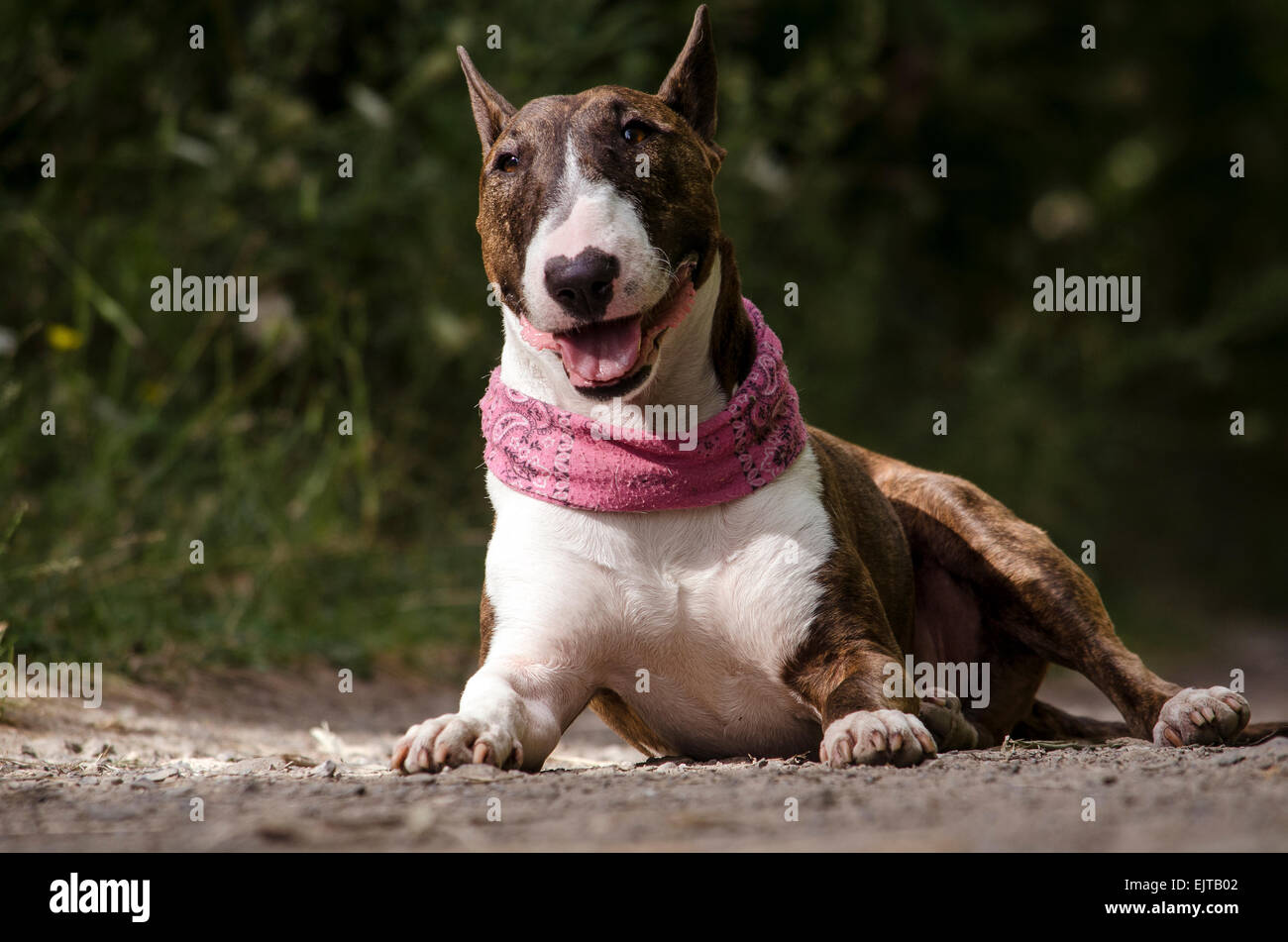 smiling bull terrier Stock Photo - Alamy