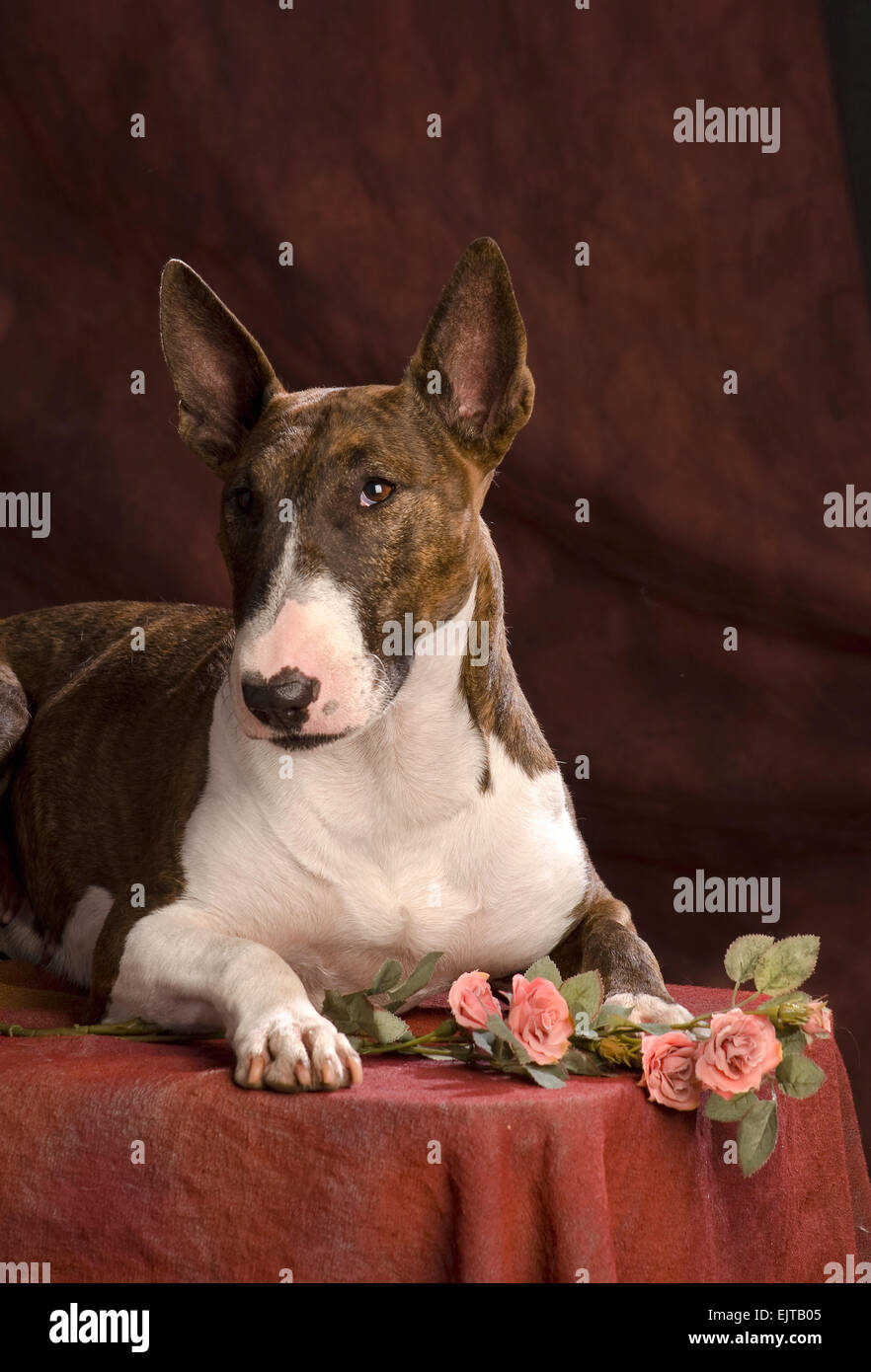 bull terrier with roses Stock Photo - Alamy