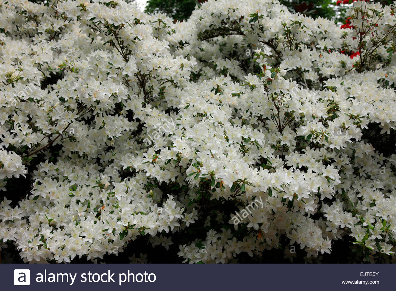 Palestrina Stock Photos & Palestrina Stock Images - Alamy