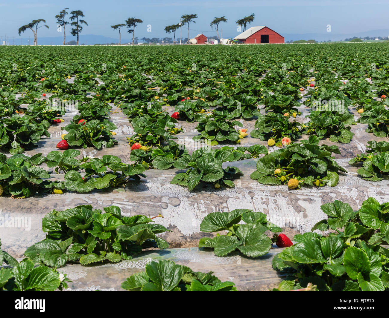 California farm hi-res stock photography and images - Alamy